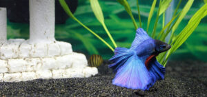 Peixe Betta doente – Nutricon